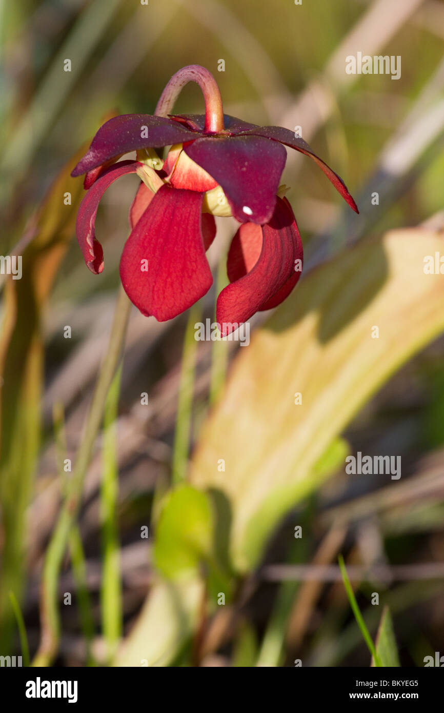 Flower of Sarracenia psittacina Stock Photo - Alamy