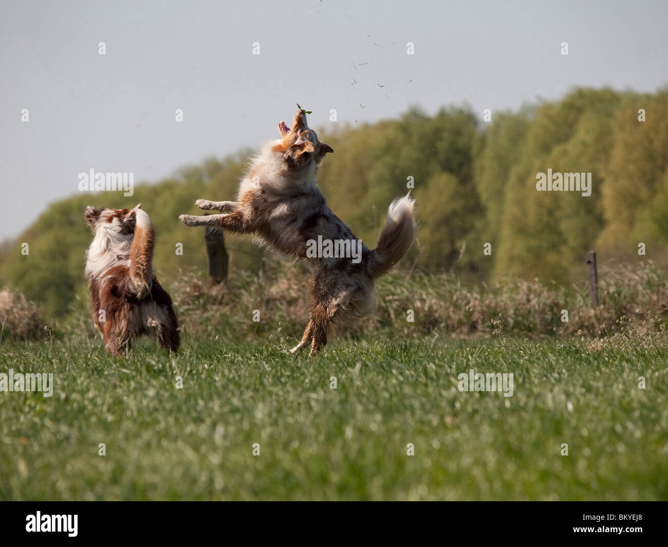 Leaping australian shepherd hi-res stock photography and images - Alamy