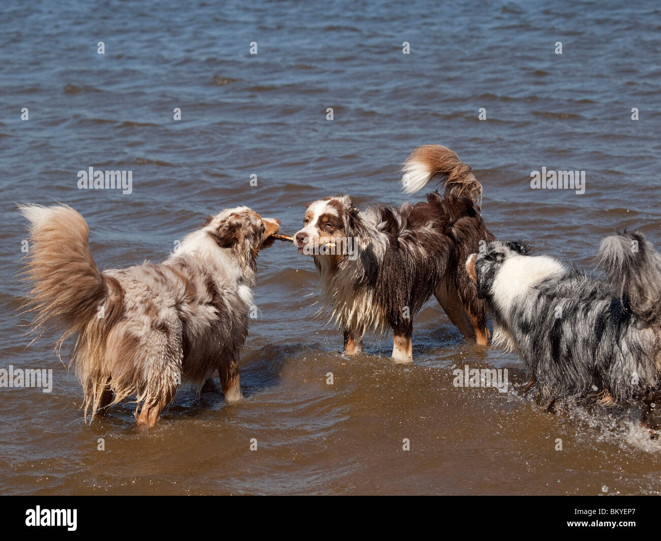 playing Australian Shepherds Stock Photo - Alamy