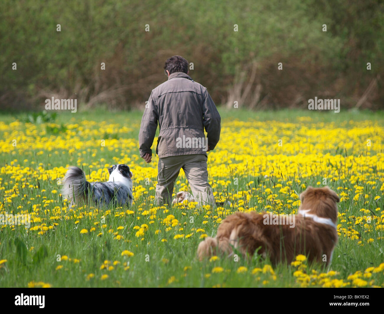 Man Walking With Sheepdog High Resolution Stock Photography and Images ...