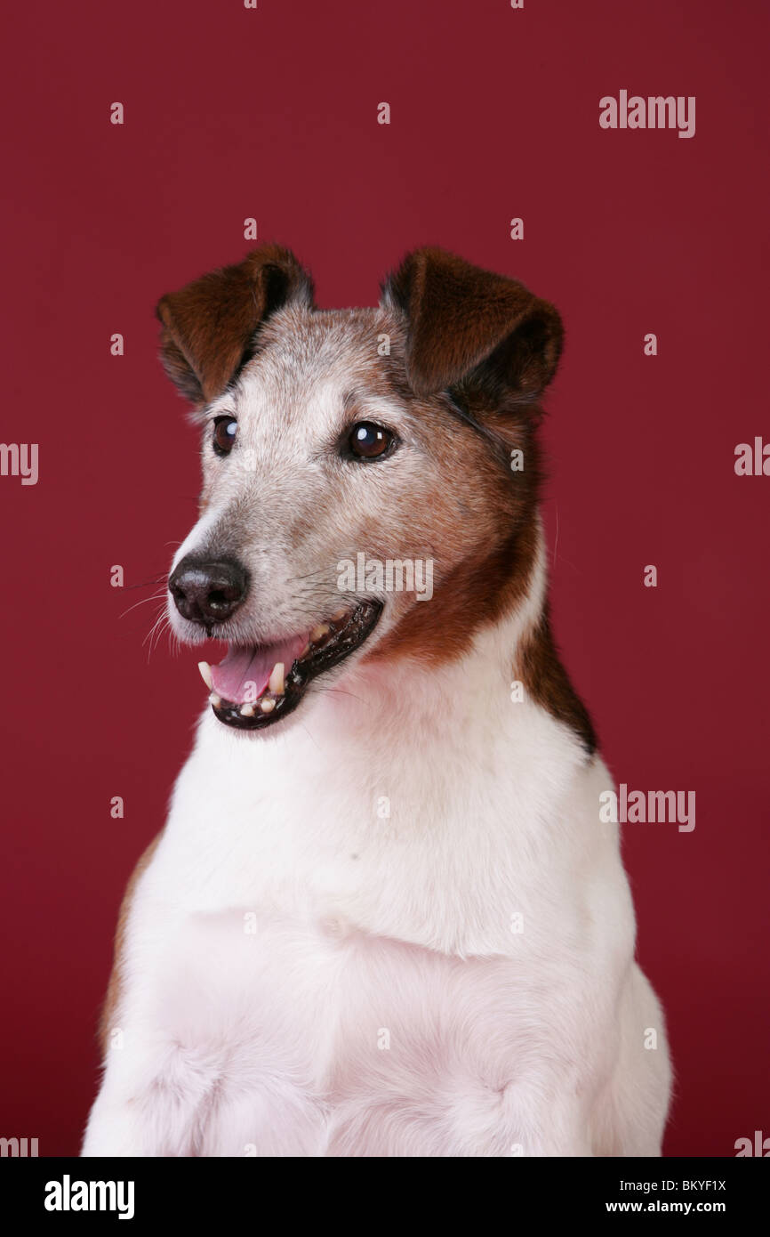 White old cross bred mongrel hi-res stock photography and images - Alamy