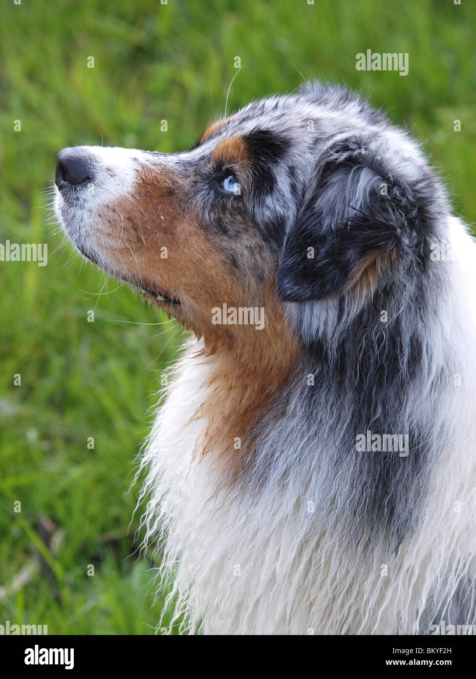 blue-merle Australian Shepherd Stock Photo - Alamy
