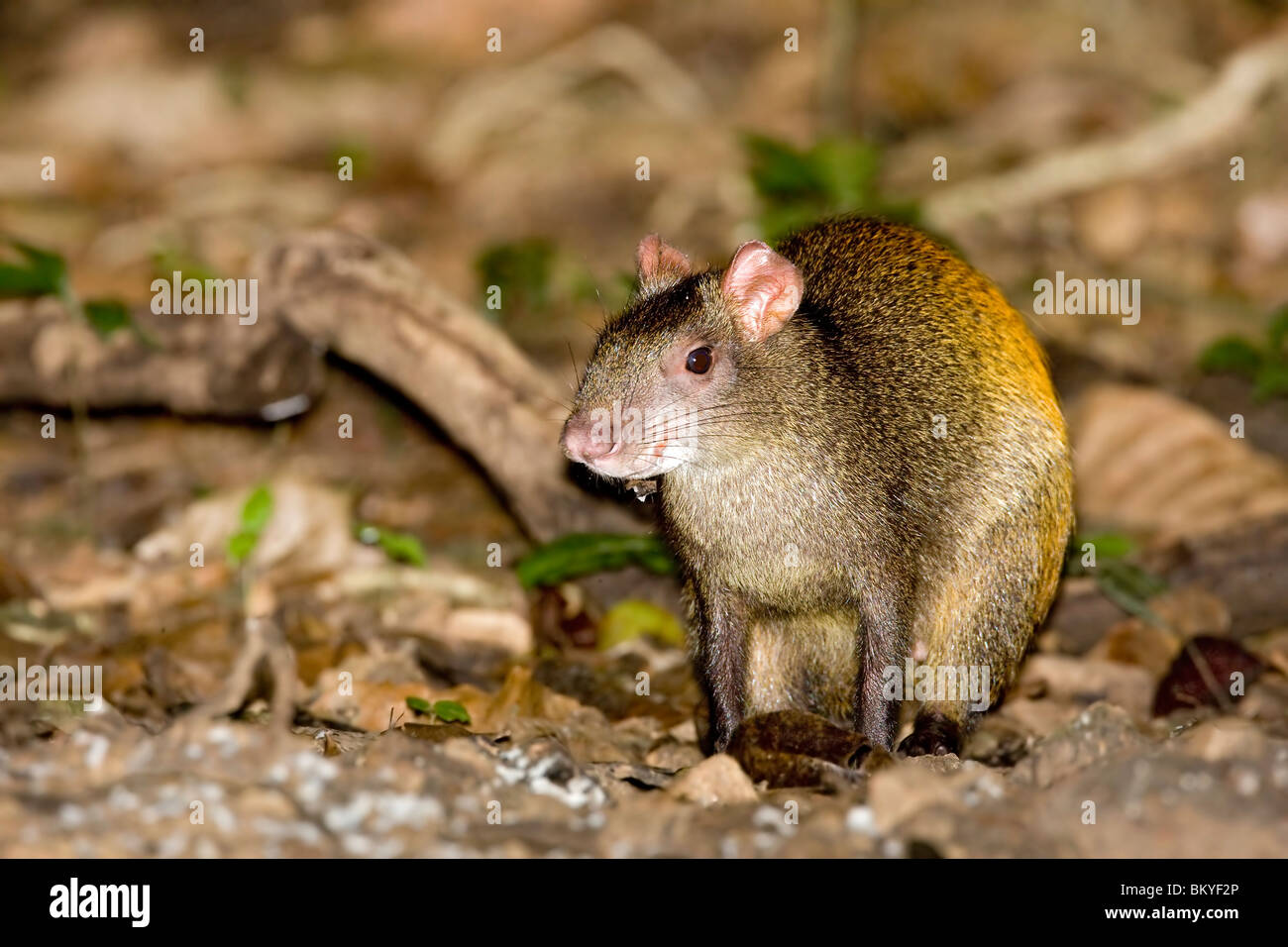 Brazilian rodent hi-res stock photography and images - Alamy