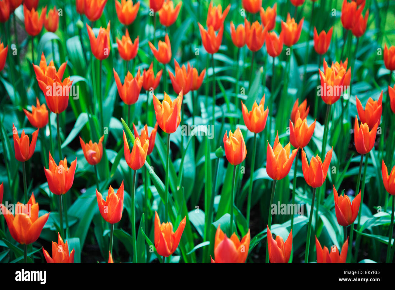 Ballerina tulip hi-res stock photography and images - Alamy