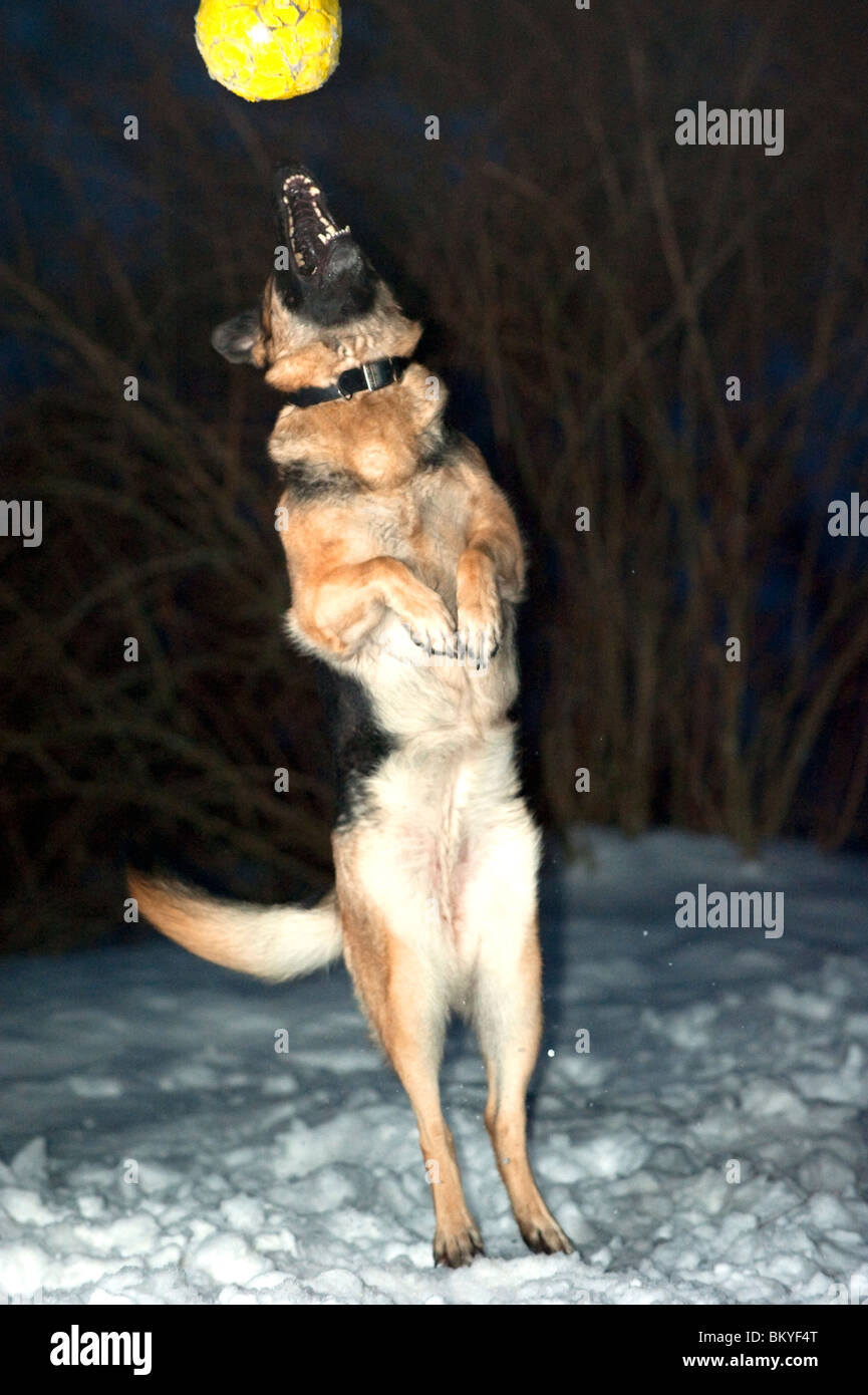 German Shepherd dog jumping and catching a yellow ball Stock Photo - Alamy
