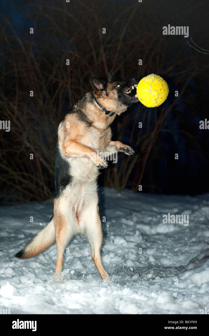 Dog Catching A Ball Stock Photos & Dog Catching A Ball Stock Images - Alamy