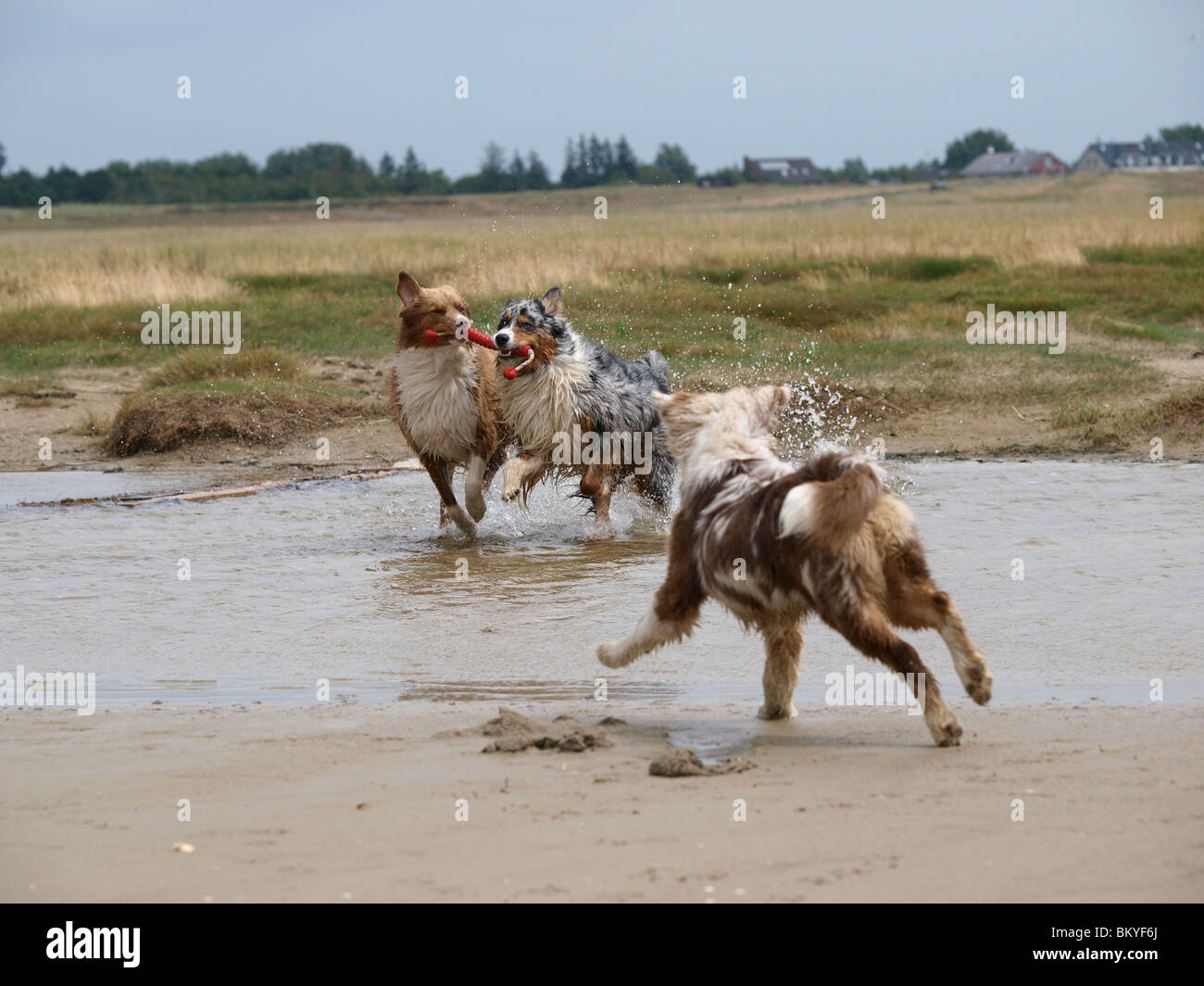 Dog australian shepherd aussie three hi-res stock photography and ...