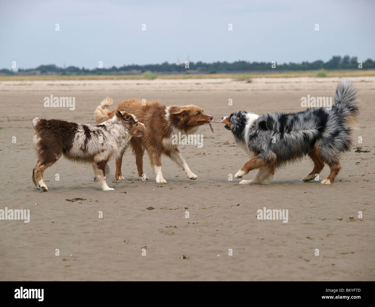 Dog australian shepherd aussie three hi-res stock photography and ...
