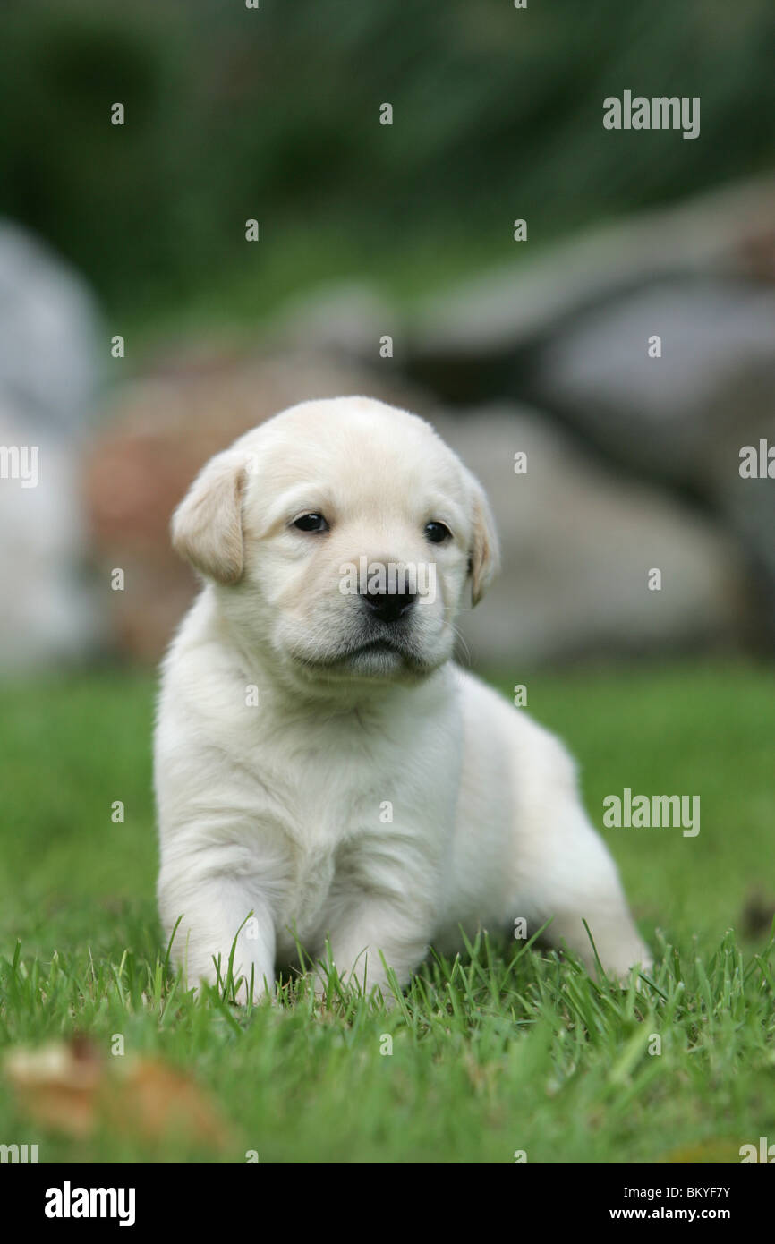 labrador retriever puppy Stock Photo - Alamy
