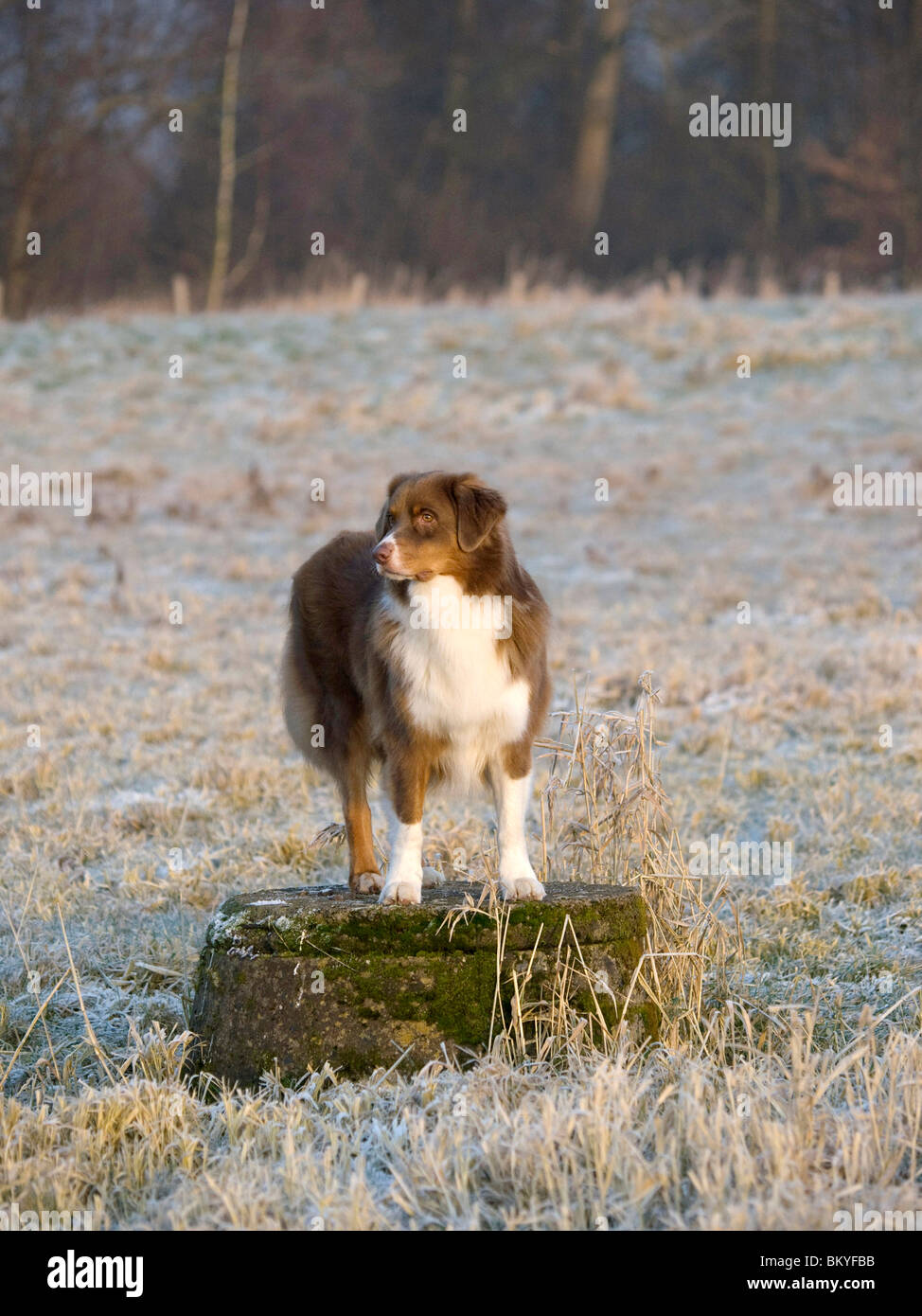 Vertical australian shepherd hi-res stock photography and images - Alamy