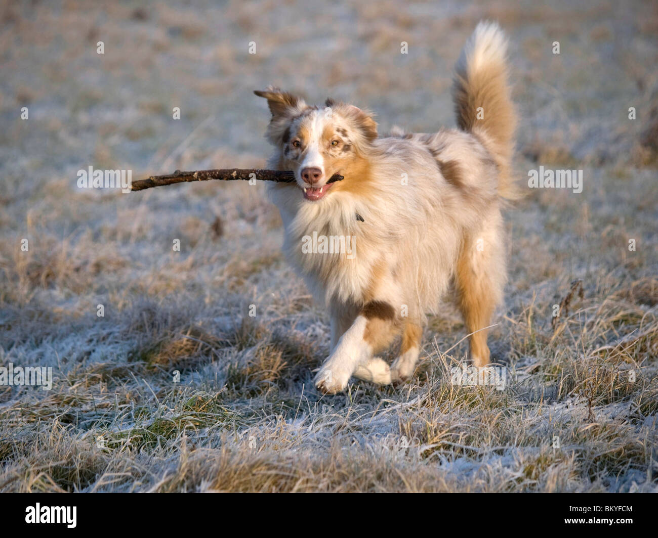 red-merle Australian Shepherd Stock Photo - Alamy