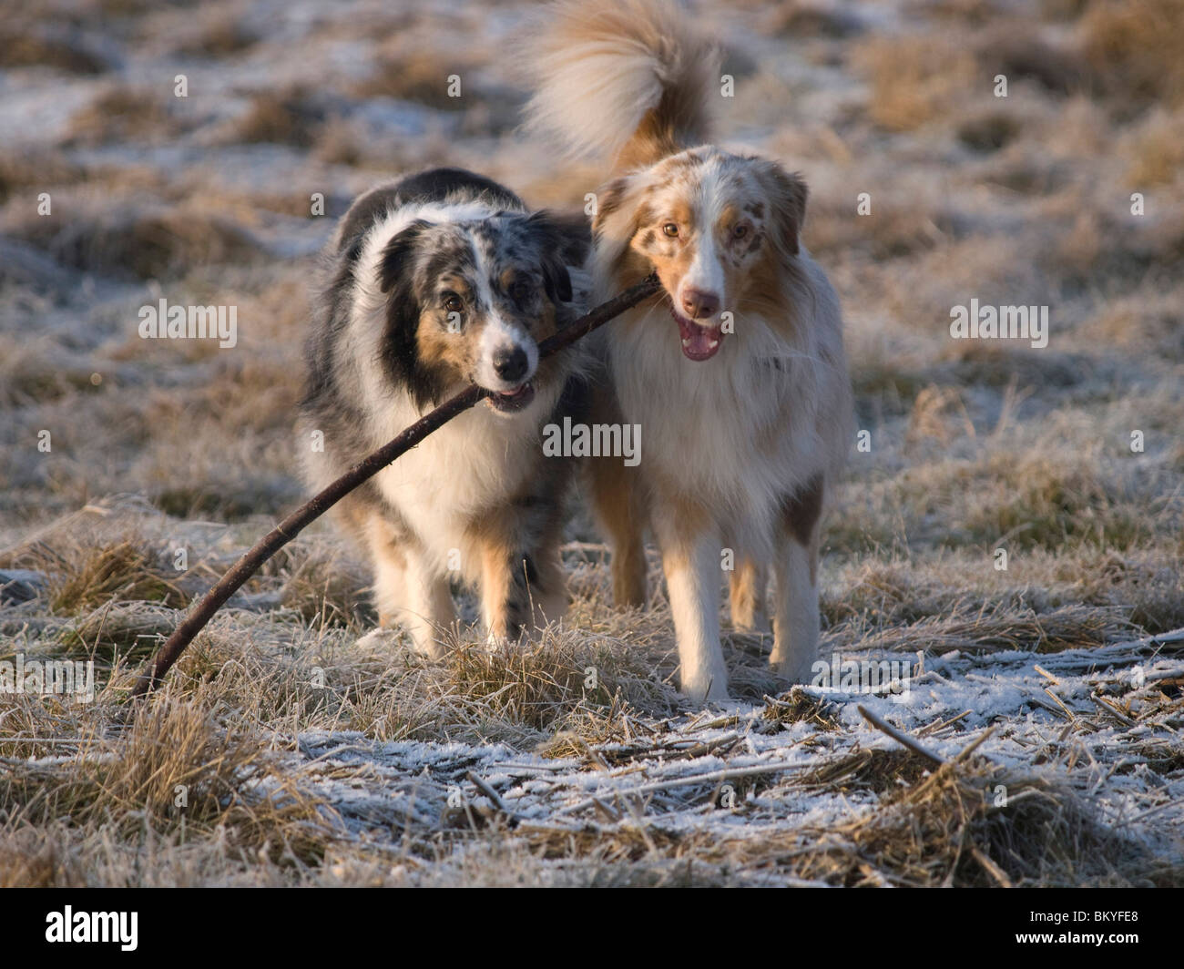 playing Australian Shepherds Stock Photo - Alamy