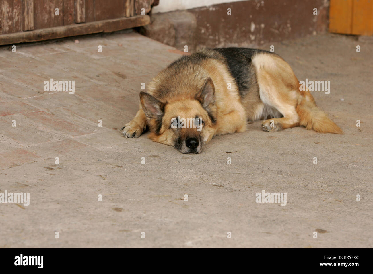 old German Shepherd Stock Photo - Alamy