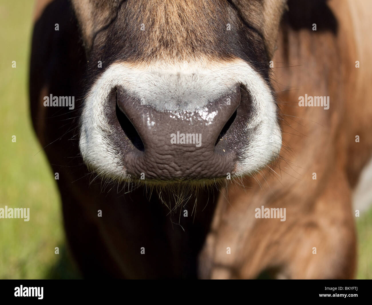 Cow mouth hi-res stock photography and images - Alamy