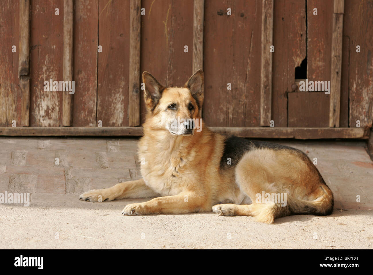 old German Shepherd Stock Photo - Alamy