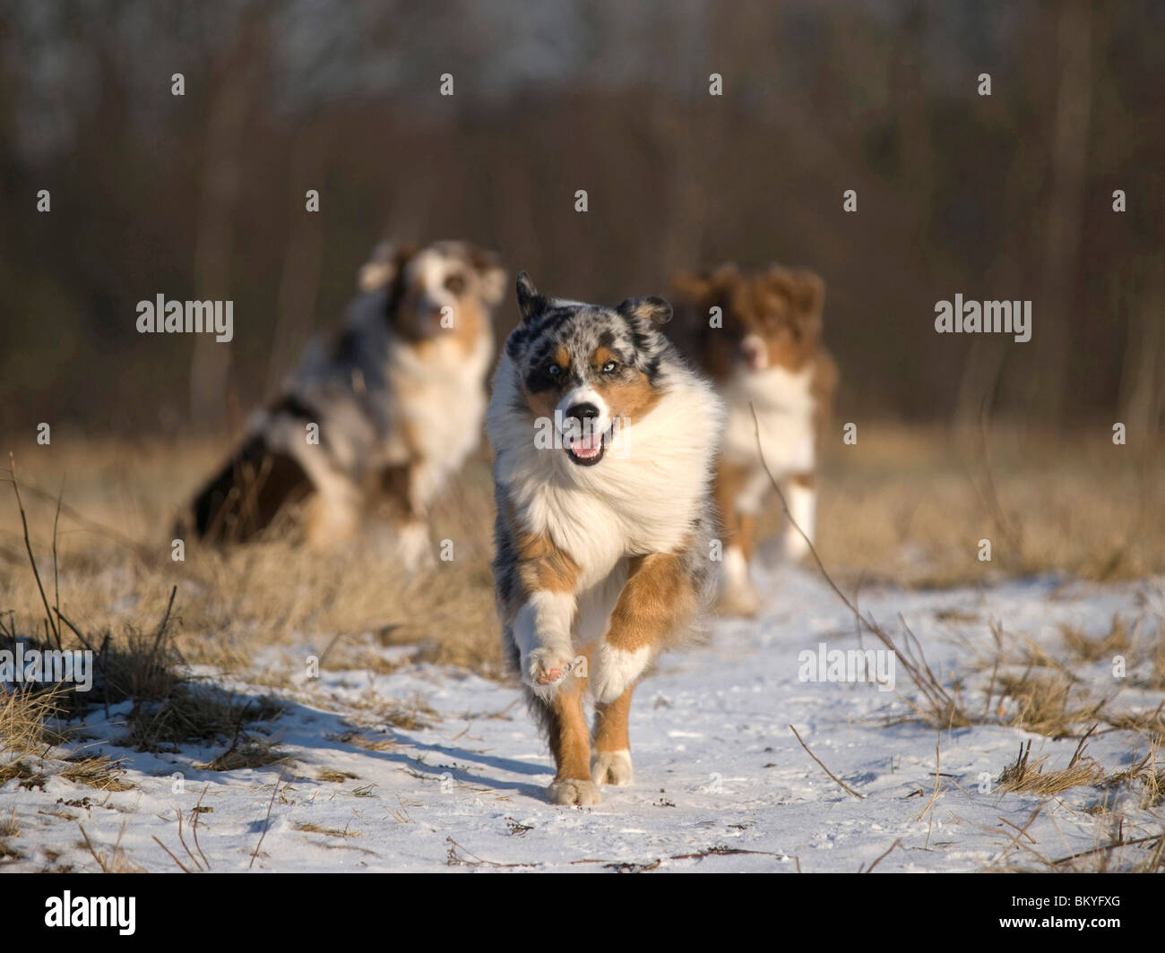 Dog australian shepherd aussie three hi-res stock photography and ...