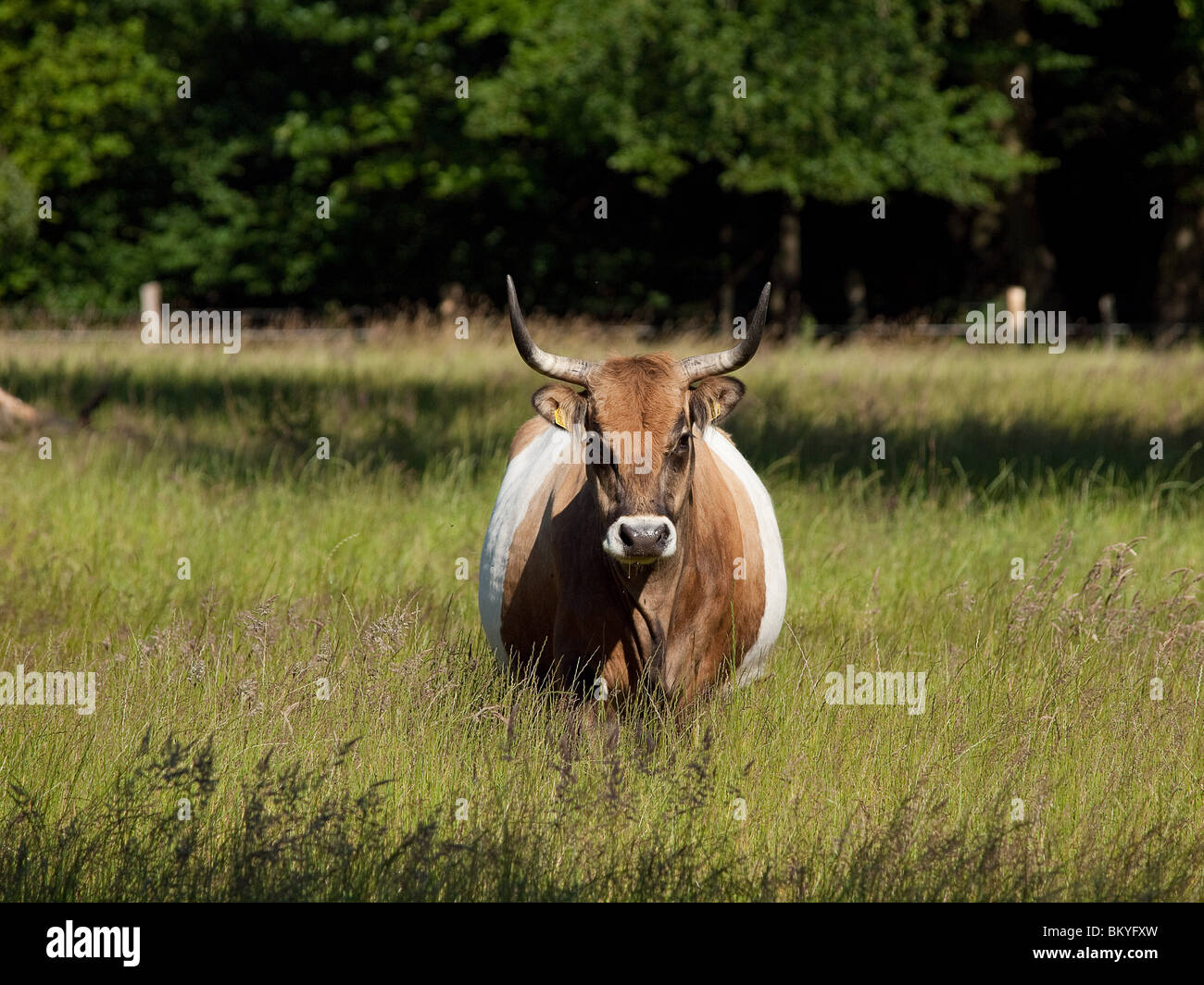 Dutch belted cow hi-res stock photography and images - Alamy