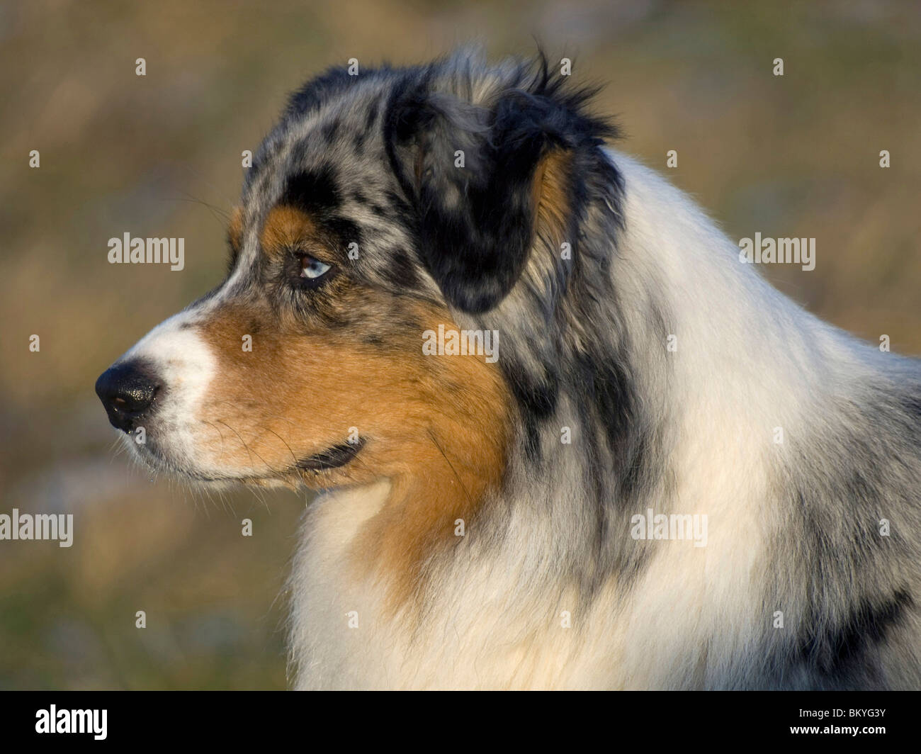 blue-merle Australian Shepherd Stock Photo - Alamy
