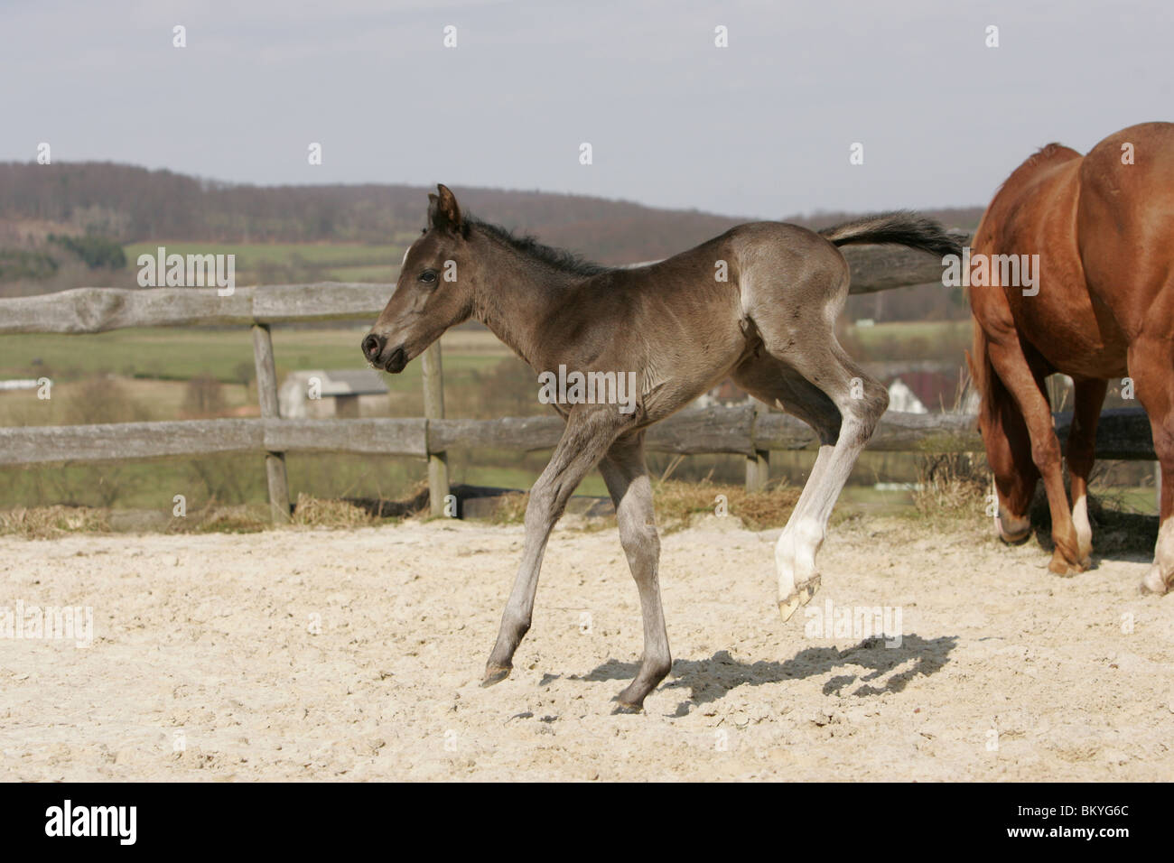 Side view lateral quarter horse quarter horses hi-res stock photography ...