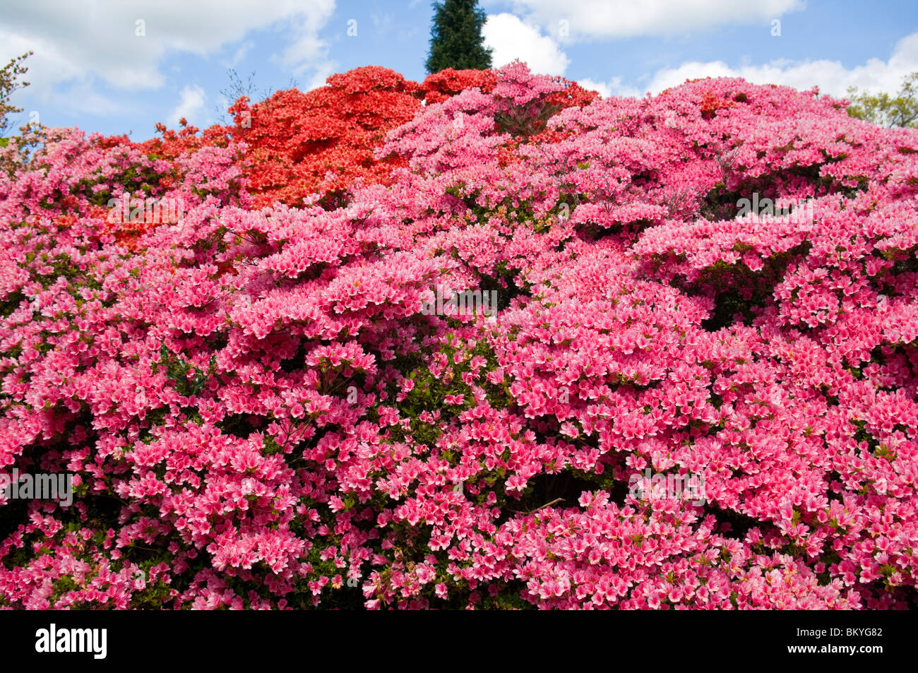 Red azalea shrubs hi-res stock photography and images - Alamy