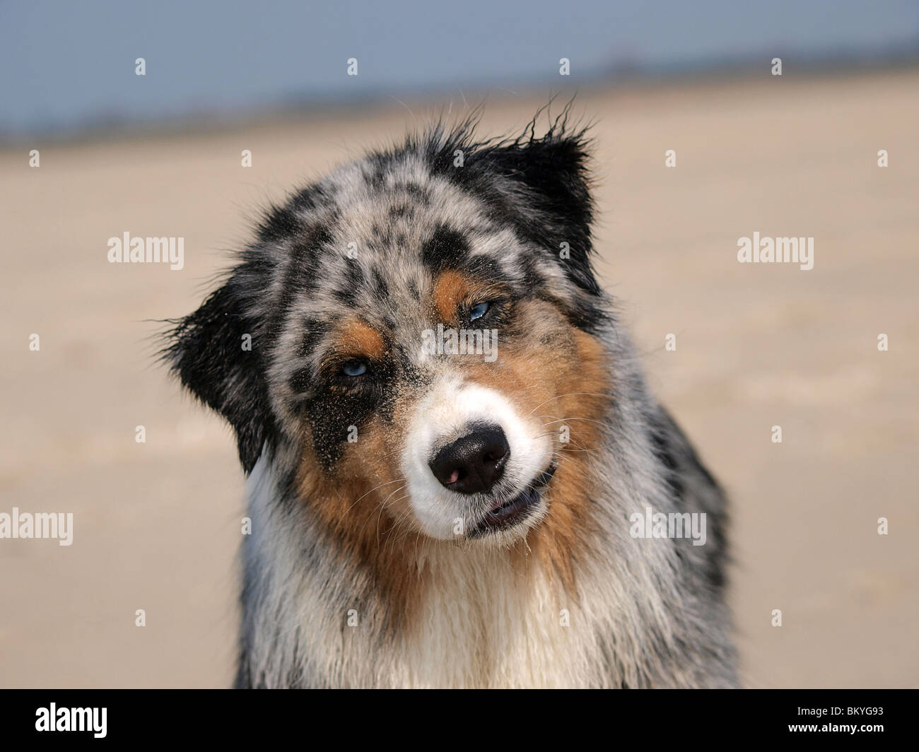 blue-merle Australian Shepherd Stock Photo - Alamy