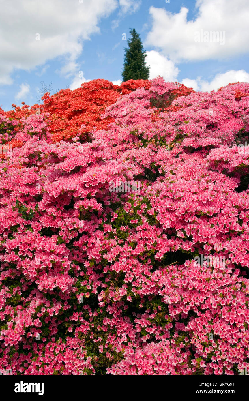 Red Azalea High Resolution Stock Photography and Images - Alamy