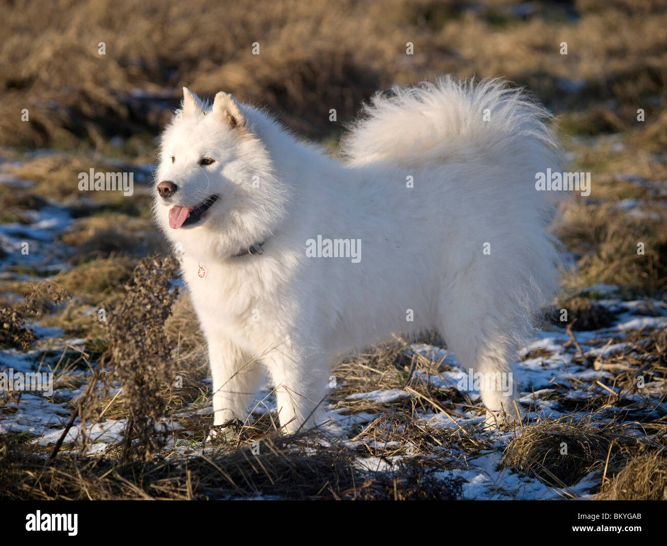 Samoyed side standing hi-res stock photography and images - Alamy