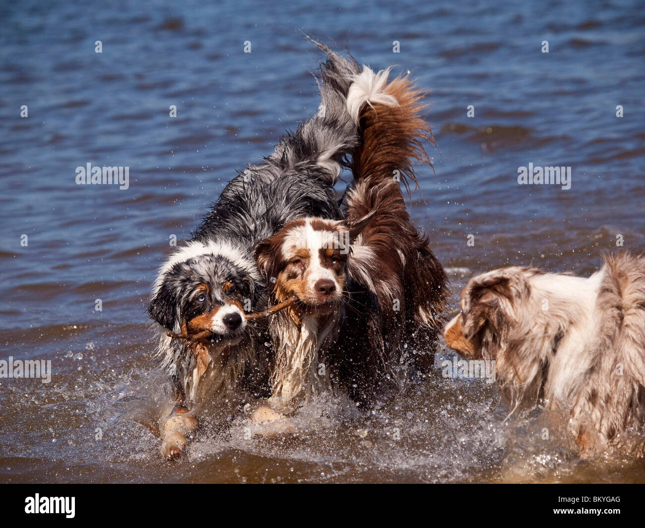 Dog australian shepherd aussie three hi-res stock photography and ...