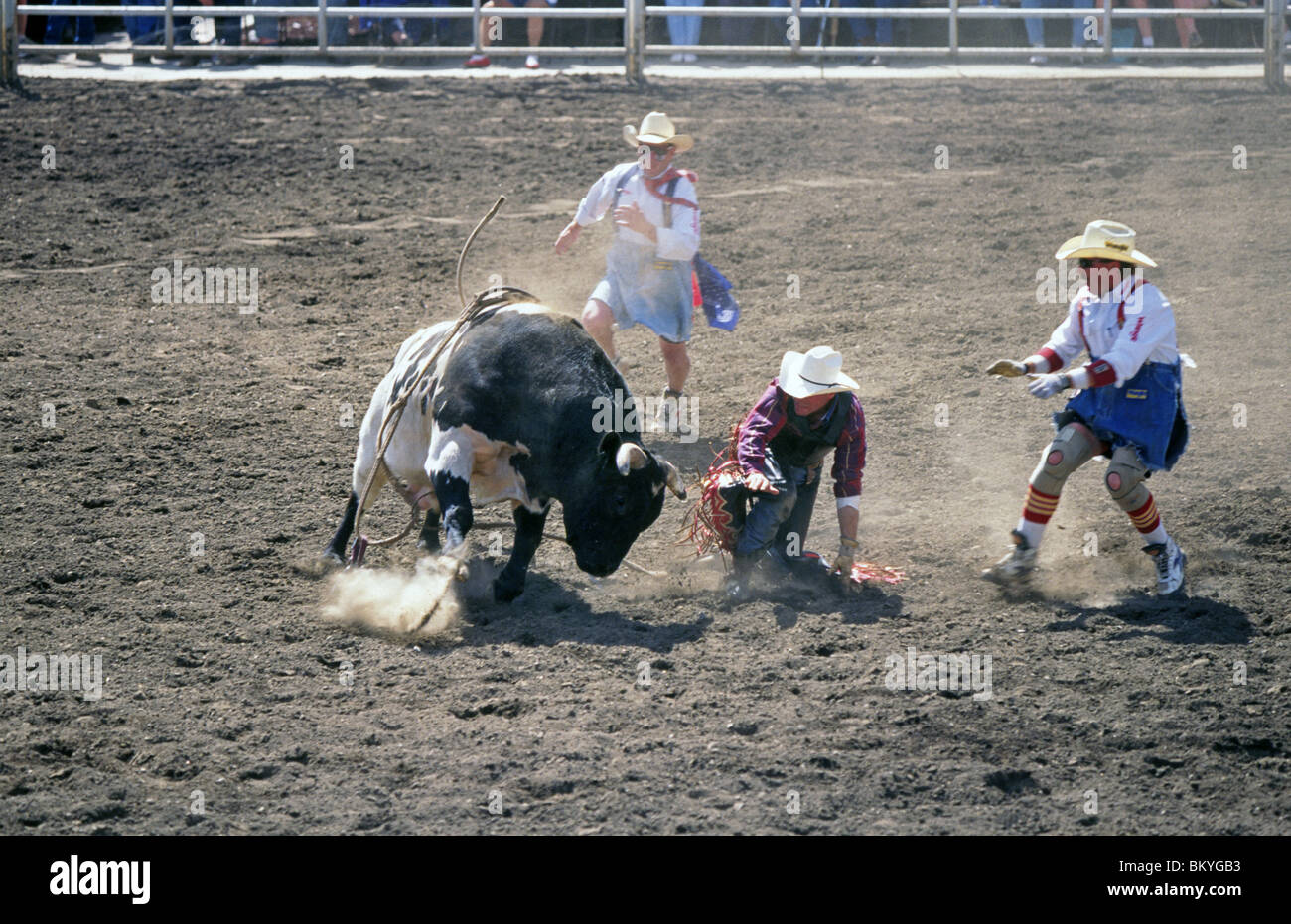 Brahma bull horse hi-res stock photography and images - Alamy
