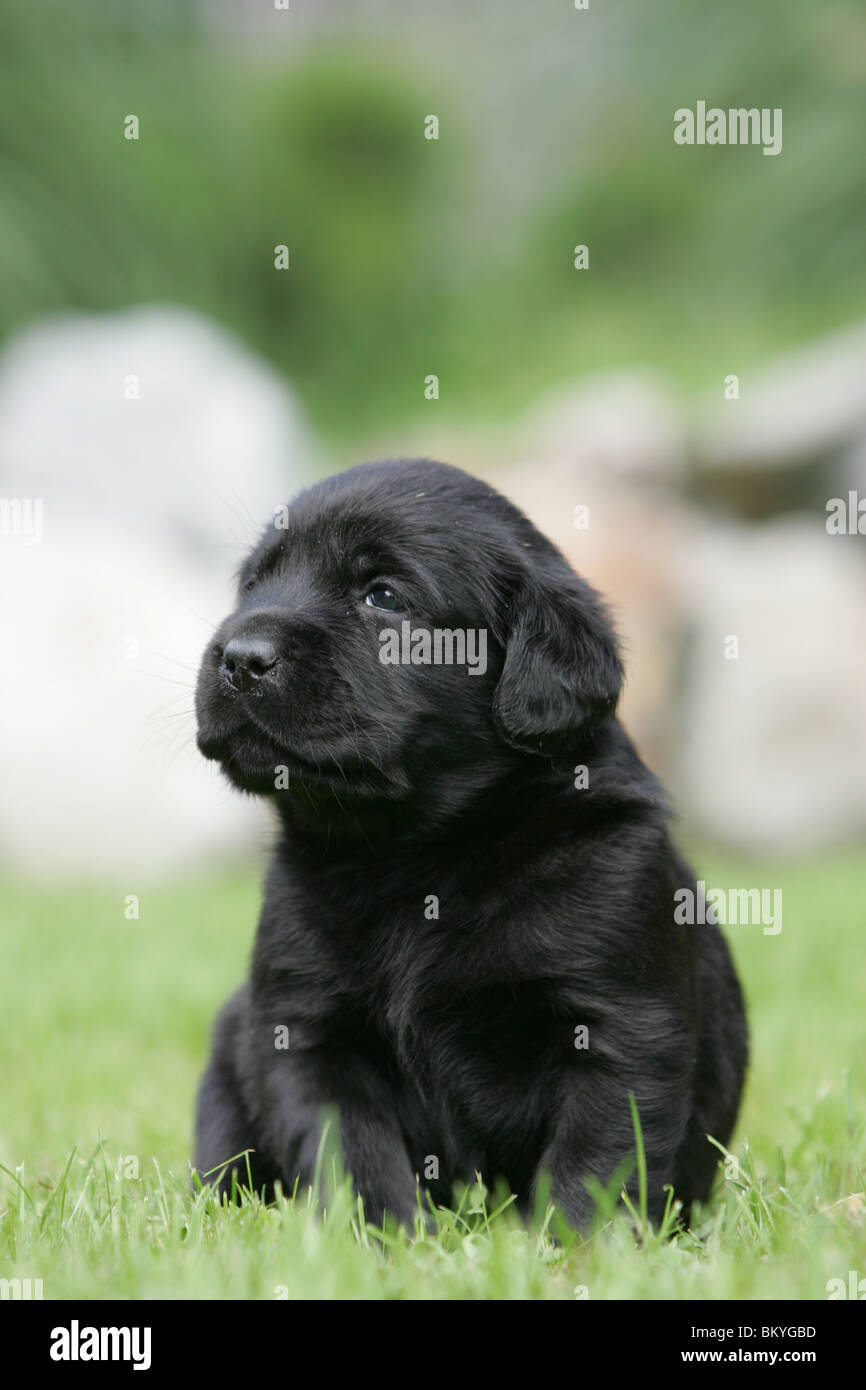 labrador retriever puppy Stock Photo - Alamy