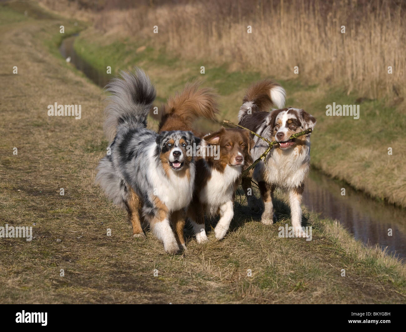 Dog australian shepherd aussie three hi-res stock photography and ...