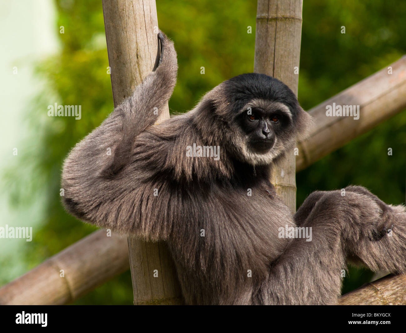 Bornean grey gibbon hi-res stock photography and images - Alamy