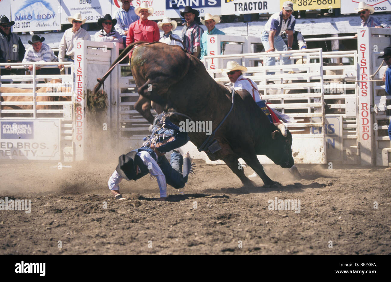 Brahma bull horse High Resolution Stock Photography and Images - Alamy
