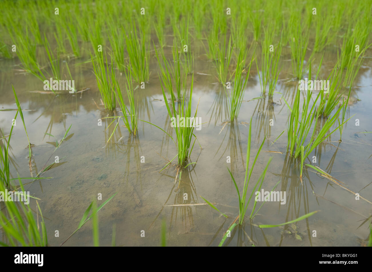Rice shoots in a paddy field Northern Laos Stock Photo - Alamy