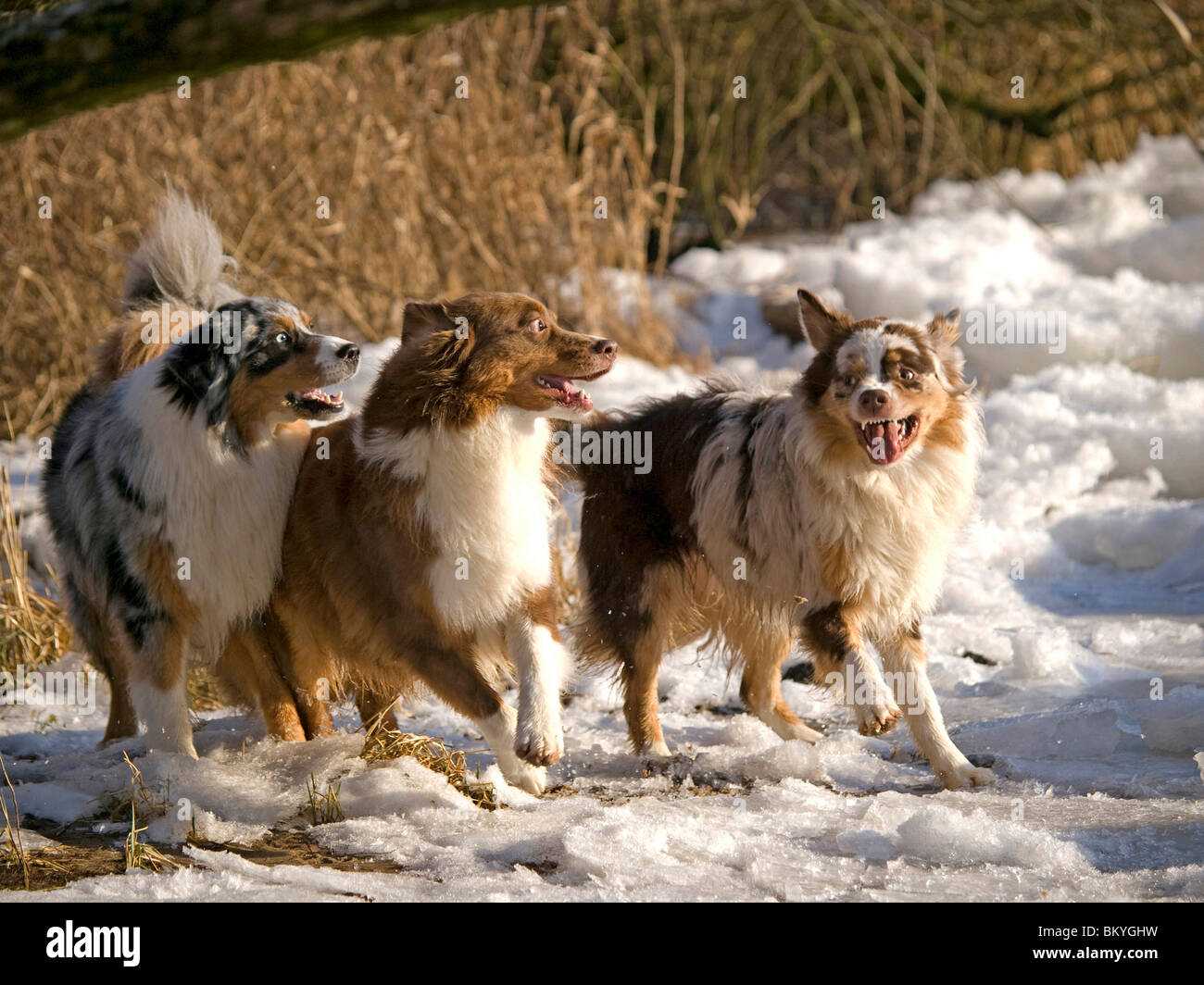 Australian shepherd dog plays hi-res stock photography and images - Alamy