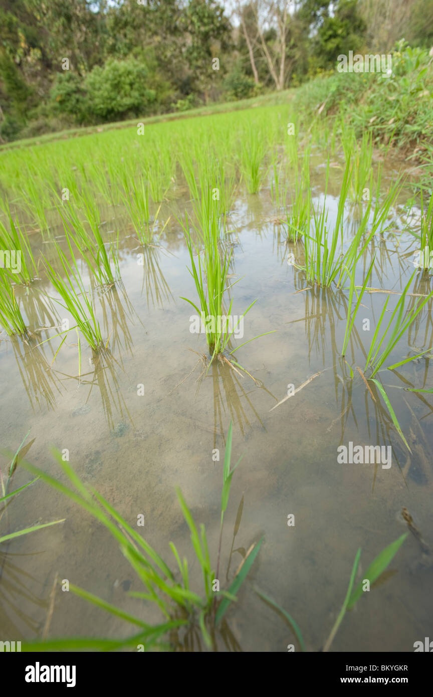 Young rice shoots in a paddy field in Vong Xai province Northern Laos ...