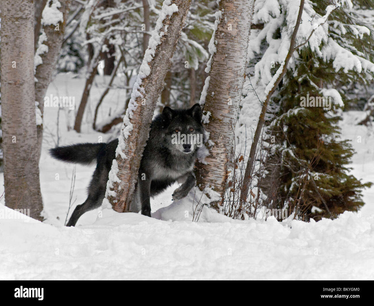 Black wolf running between trees Stock Photo - Alamy