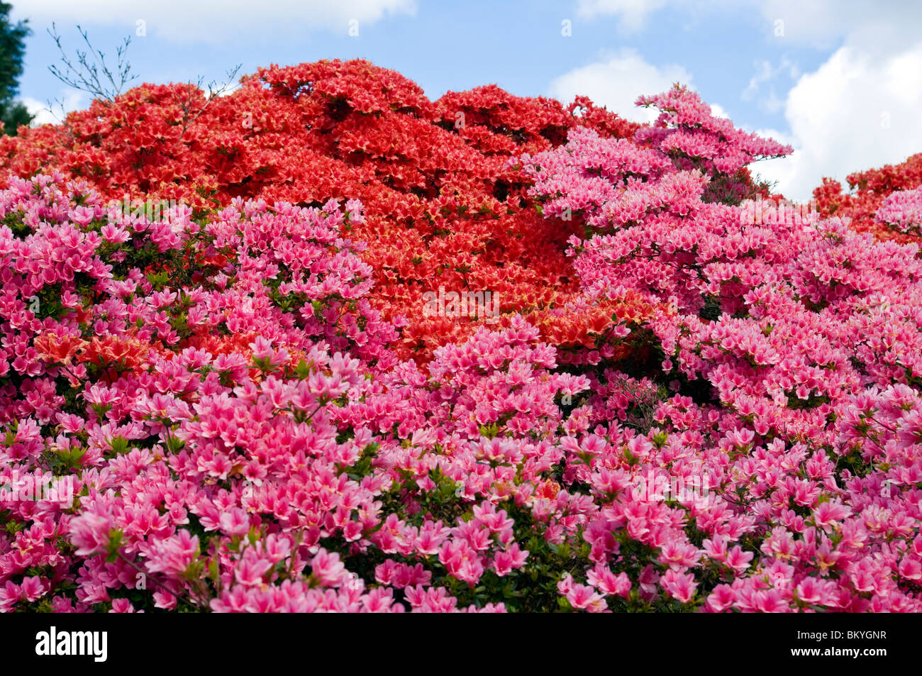 Red azalea hi-res stock photography and images - Alamy