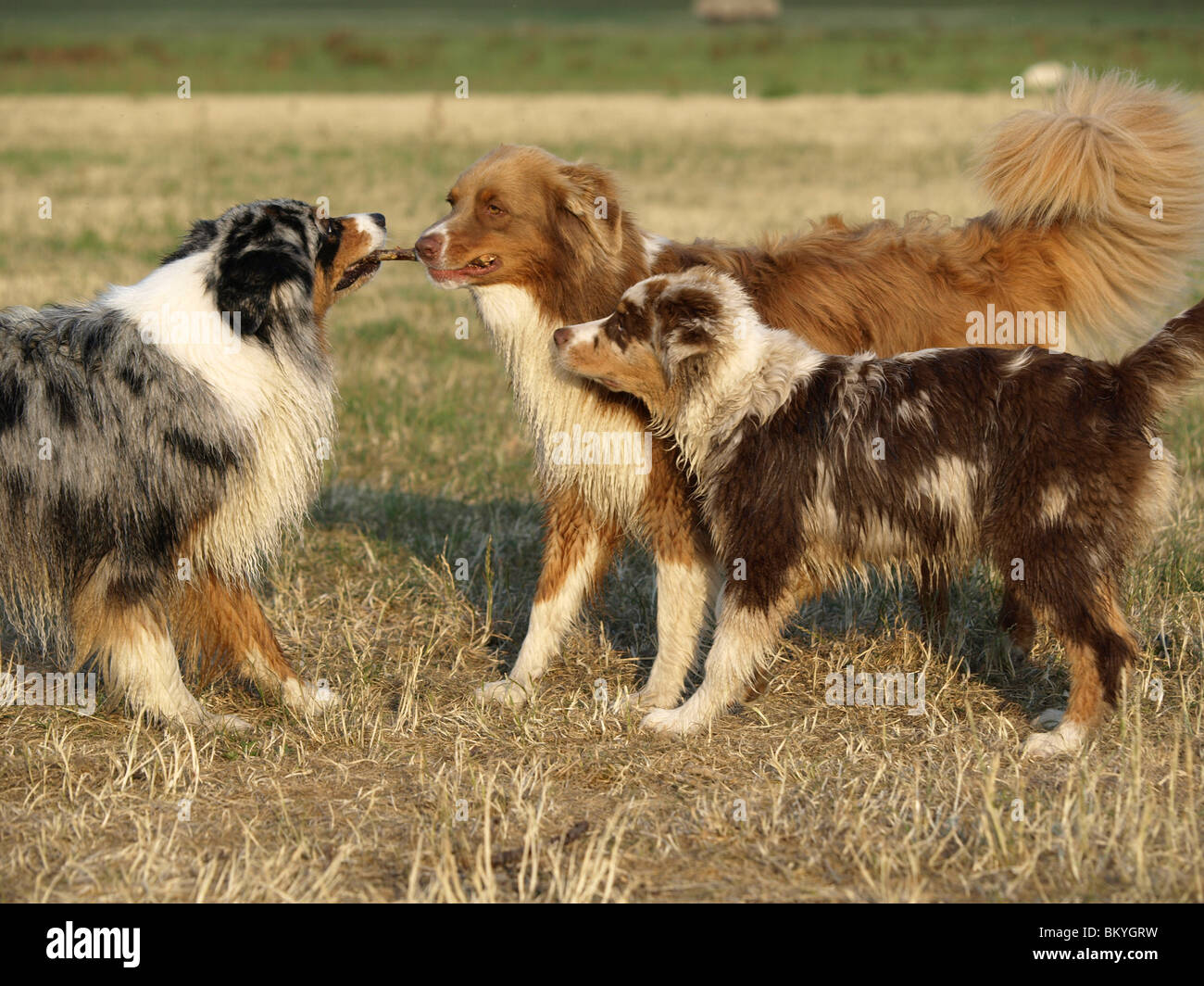 playing Australian Shepherds Stock Photo - Alamy