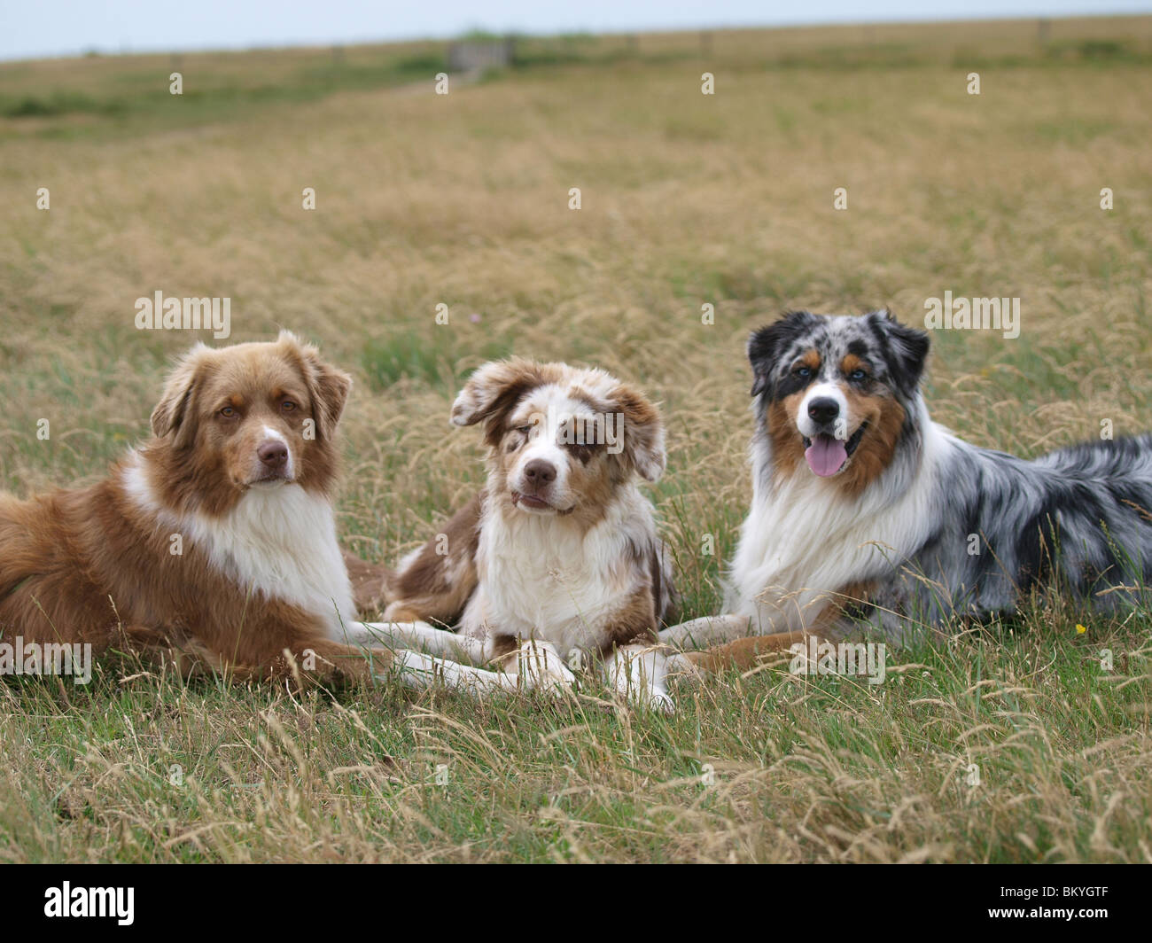 Dog australian shepherd aussie three hi-res stock photography and ...