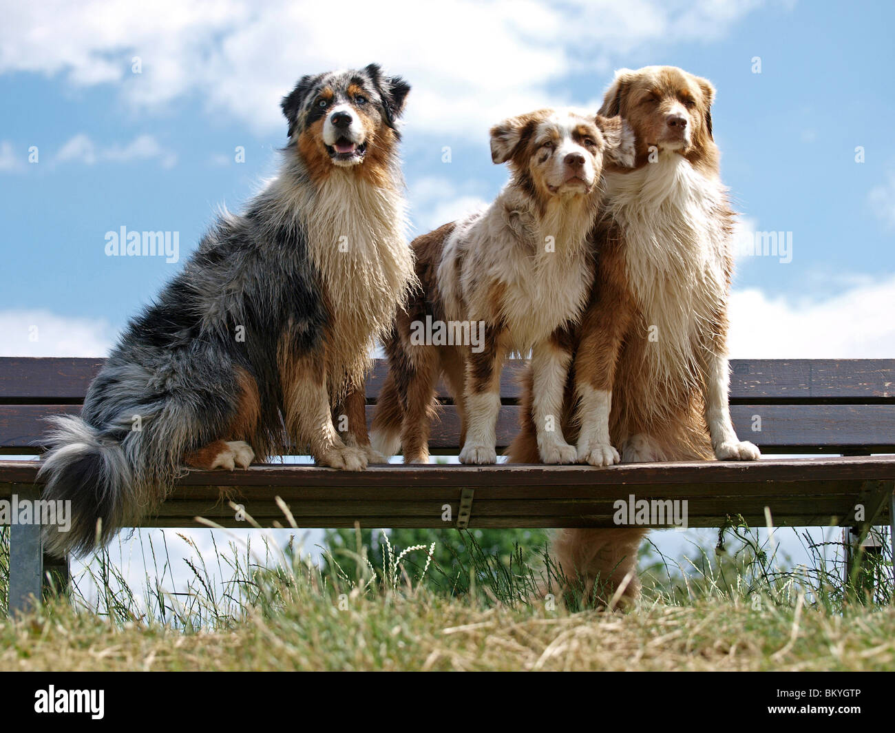 Dog australian shepherd aussie three hi-res stock photography and ...