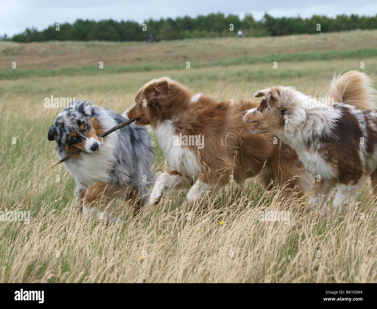 playing Australian Shepherds Stock Photo - Alamy