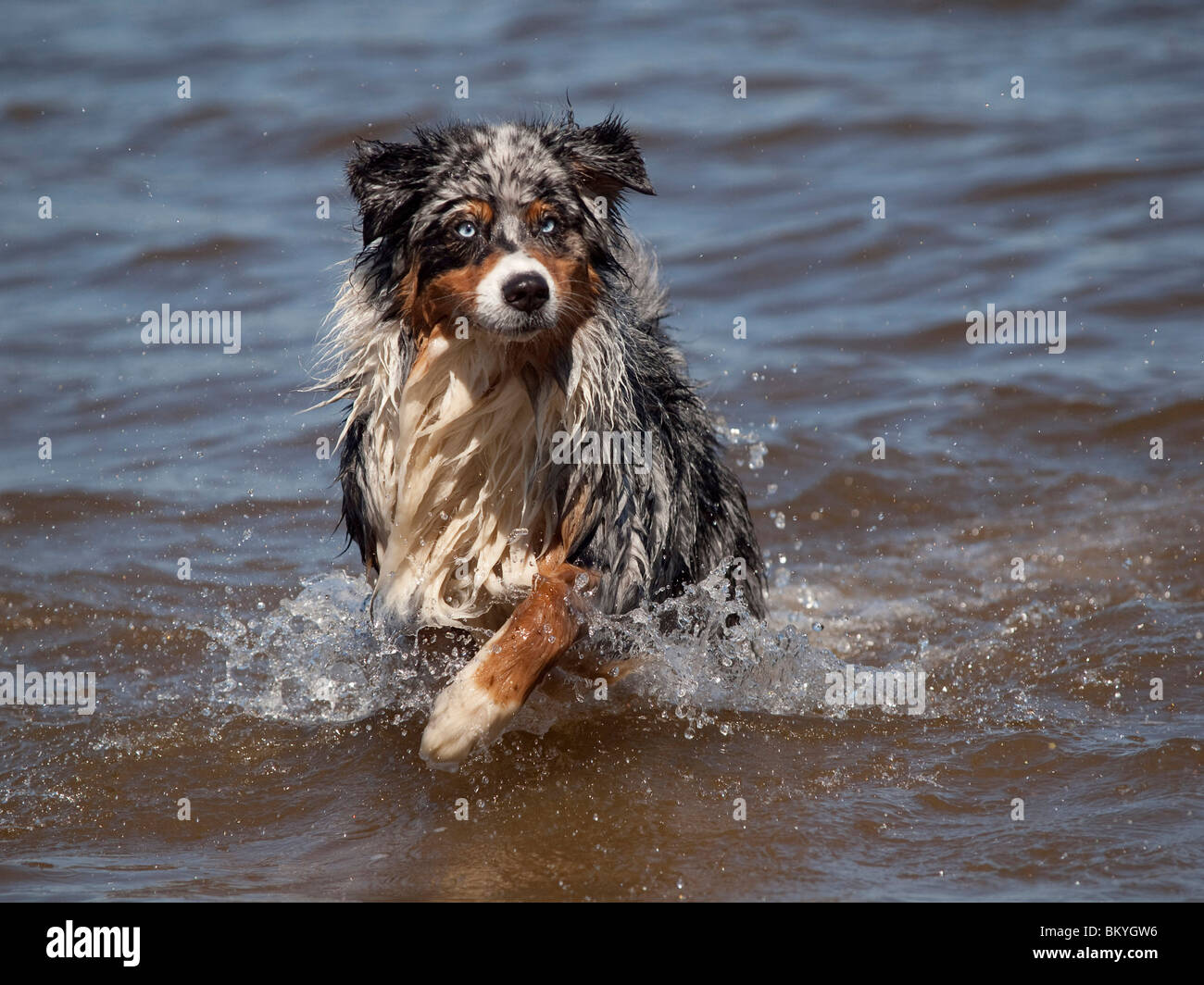 blue-merle Australian Shepherd Stock Photo - Alamy