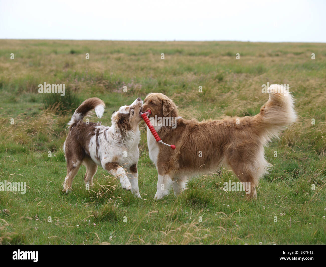 playing Australian Shepherds Stock Photo - Alamy