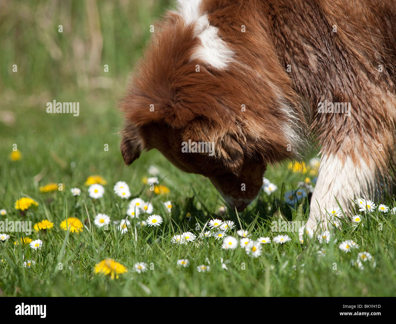 snuffling Australian Shepherd Stock Photo - Alamy