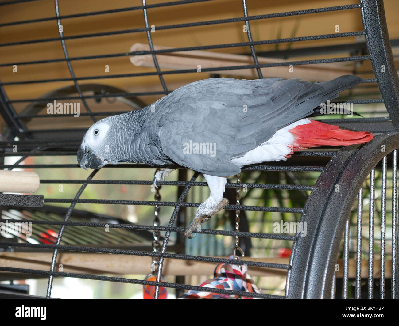 African gray parrot cage hi-res stock photography and images - Alamy