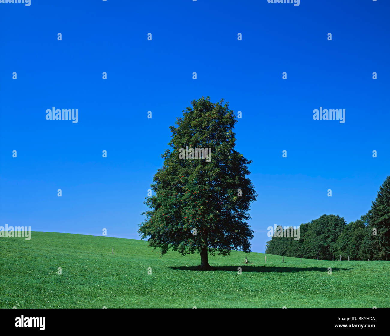 One tree meadow Stock Photo - Alamy