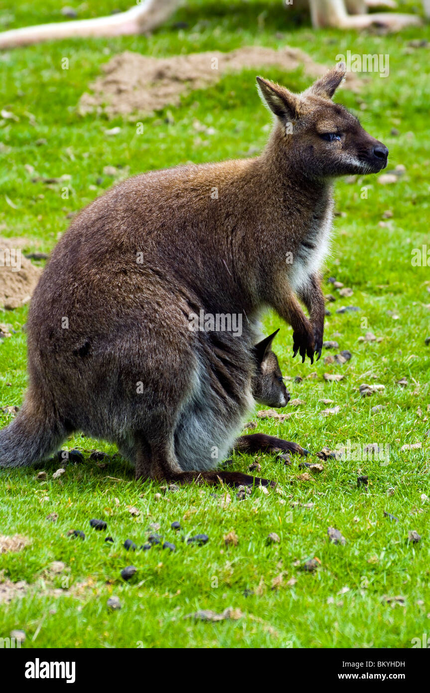 Leonardslee gardens wallaby hi-res stock photography and images - Alamy