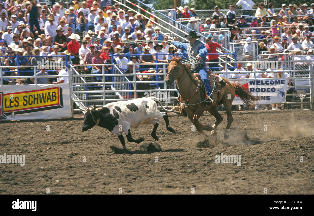 Steer roping at the Sisters Rodeo, Sisters, Oregon Stock Photo - Alamy