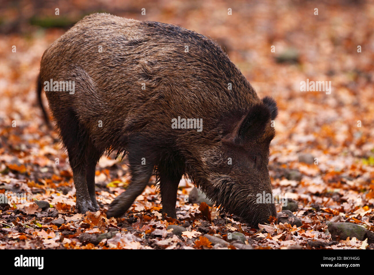 Boar nose hi-res stock photography and images - Alamy